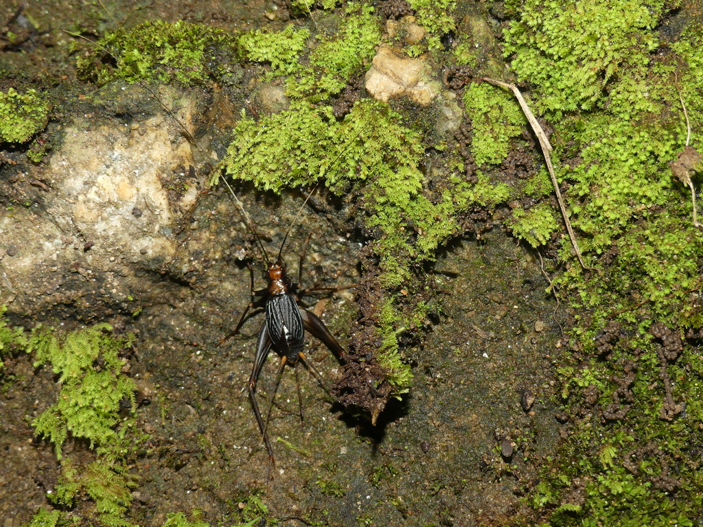 Spider Crickets and Allies from Nkhata Bay, Malawi on March 19, 2022 at ...