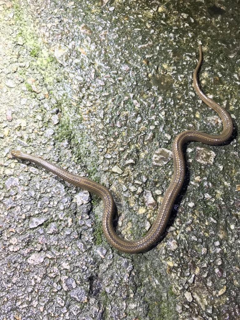 Striped Stream Snake from Tai Mo Shan, Hong Kong on July 5, 2022 at 09: ...