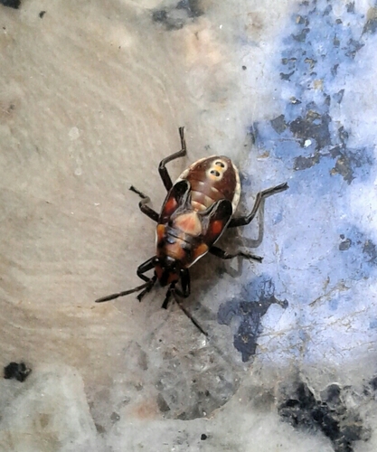 Subspecies Spilostethus pandurus pandurus · iNaturalist