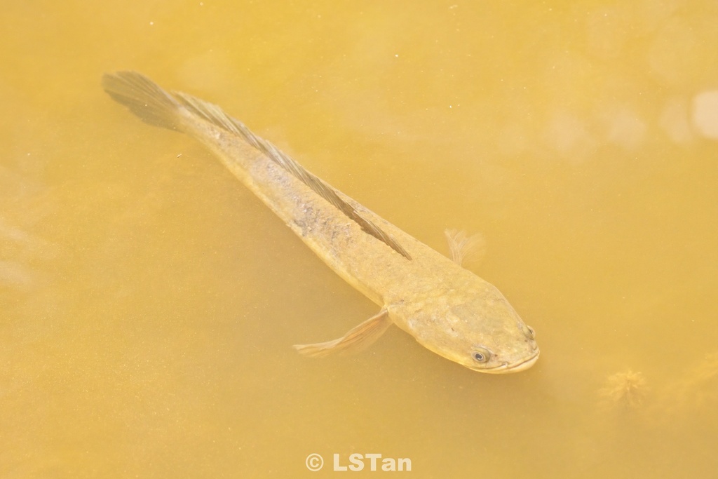 Striped Snakehead from Bishan, Singapore on July 07, 2022 at 01:40 PM ...