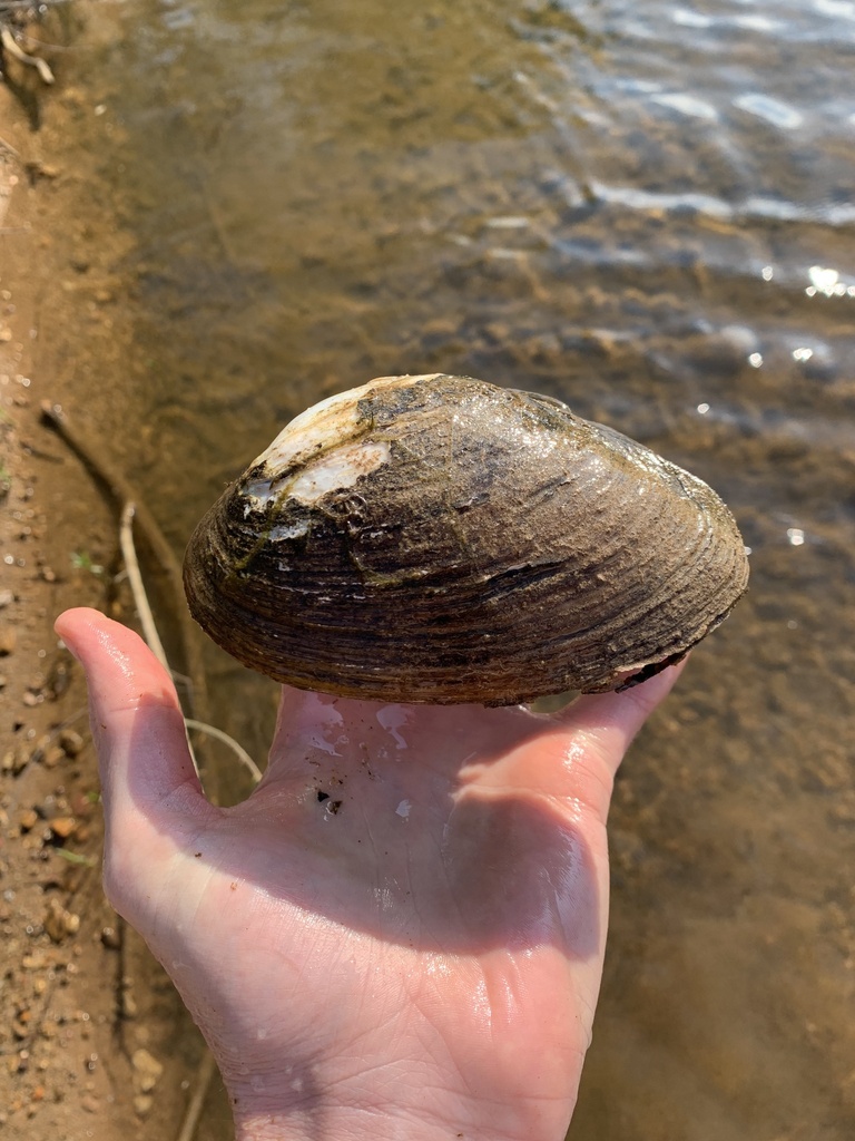 Mucket from Piedmont, MO, US on May 30, 2022 at 08:14 AM by Caleb Knerr ...