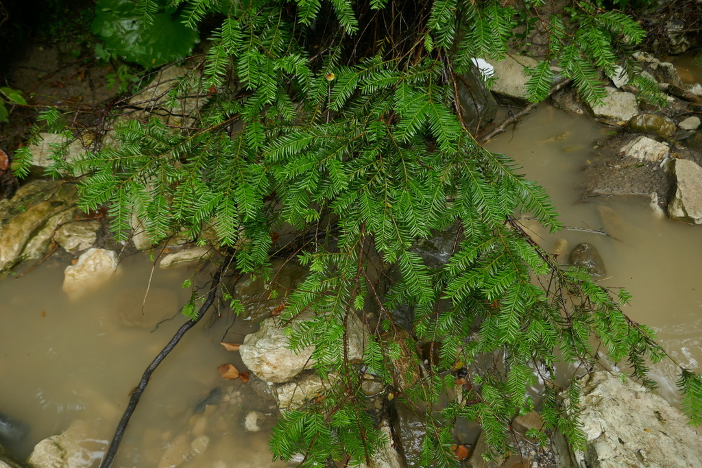 common yew from Хостинский, Краснодарский край, Россия on June 23, 2022 ...