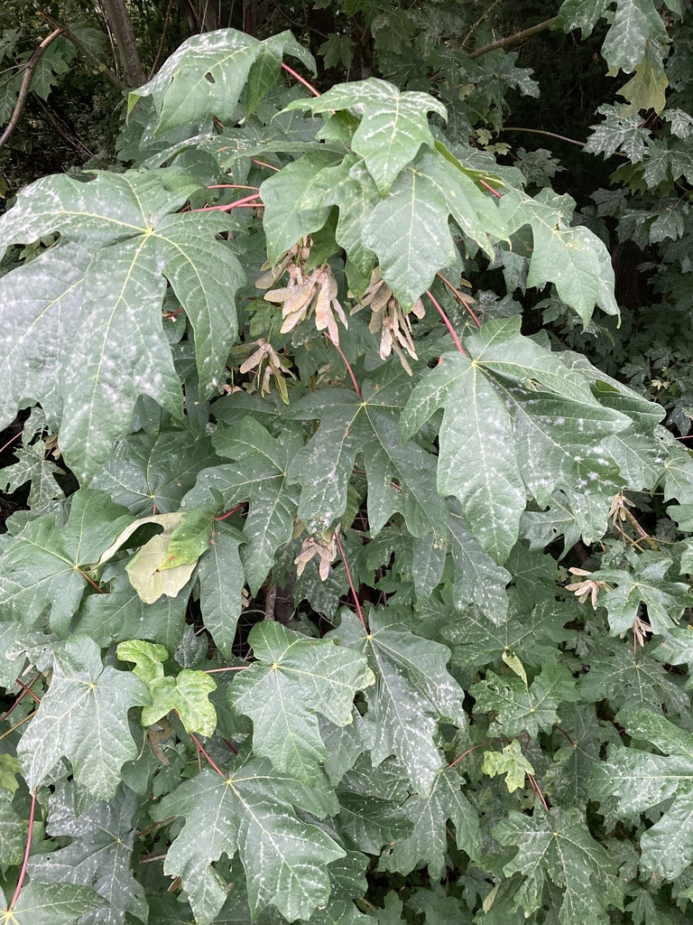 bigleaf maple from 12th St, Bellingham, WA, US on July 07, 2022 at 06: ...