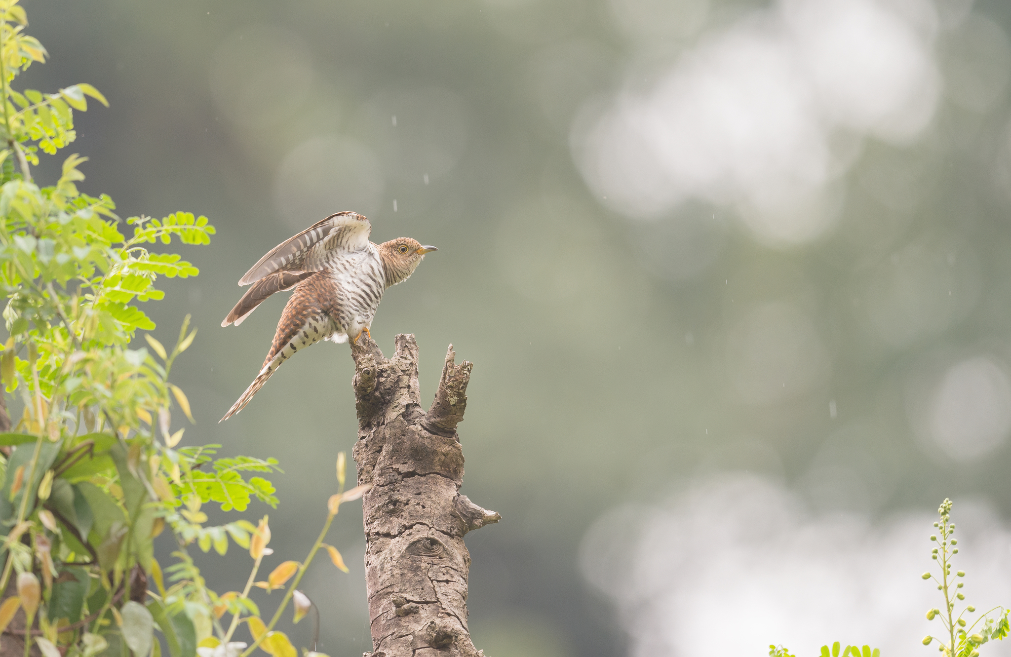 Cuculus poliocephalus Latham, 1790