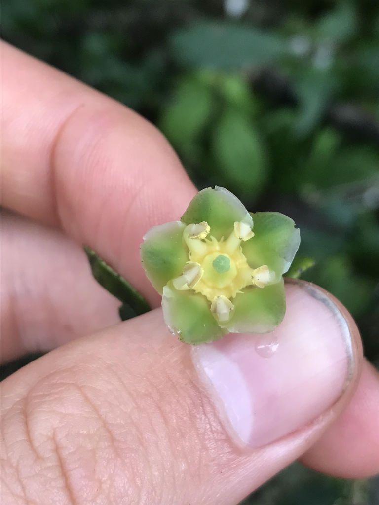 Brexia madagascariensis from Analamazoatra, MG-TM-AO, MG-TM, MG on July ...