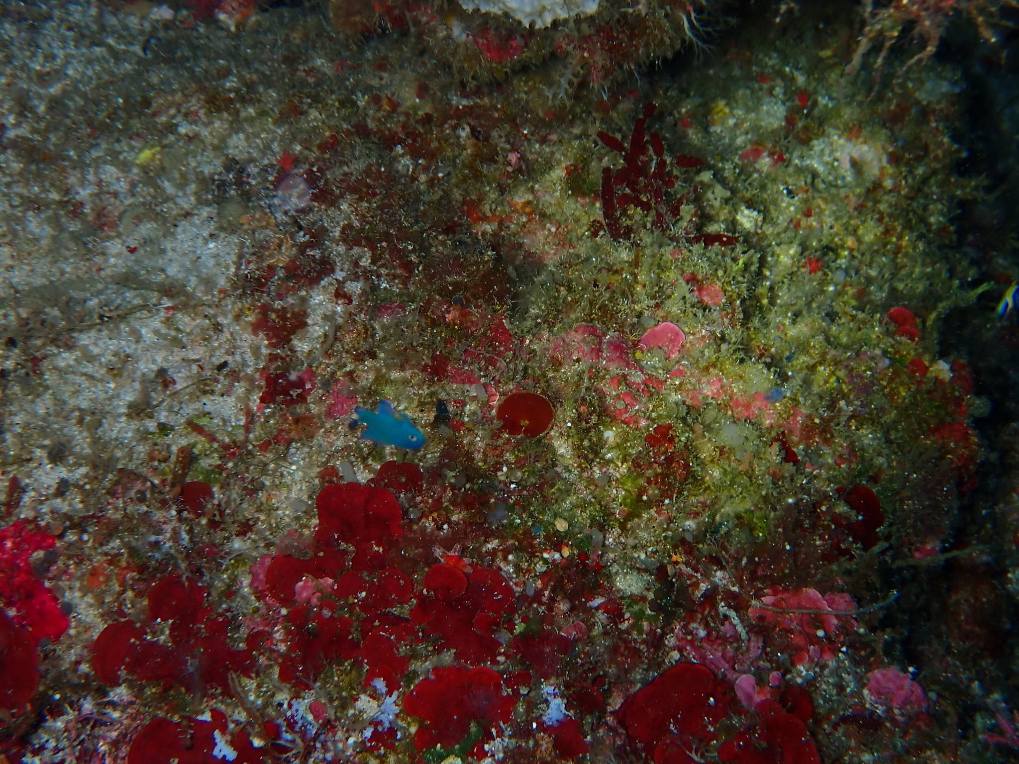 Assessor randalli Allen & Kuiter, 1976