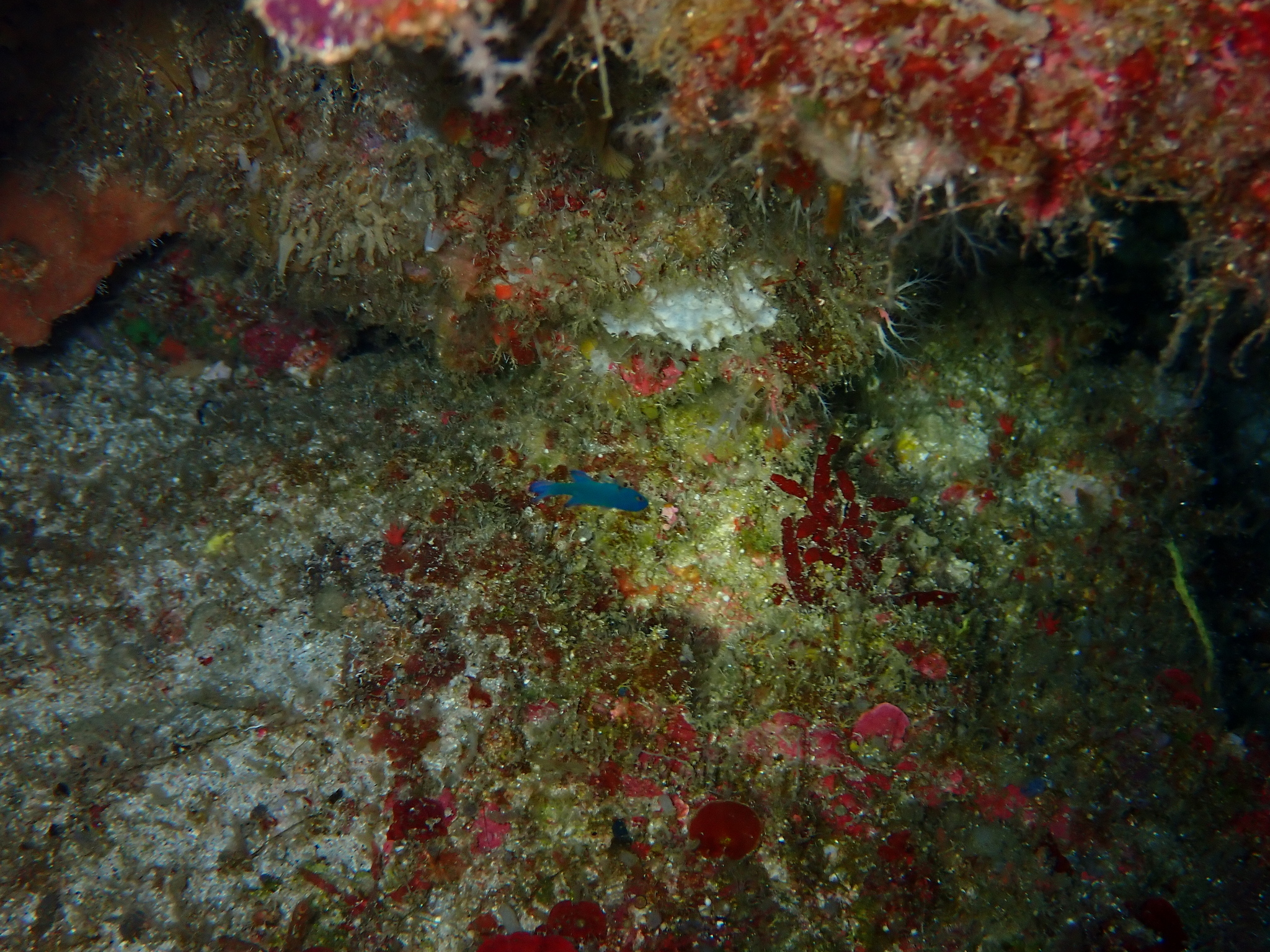 Assessor randalli Allen & Kuiter, 1976