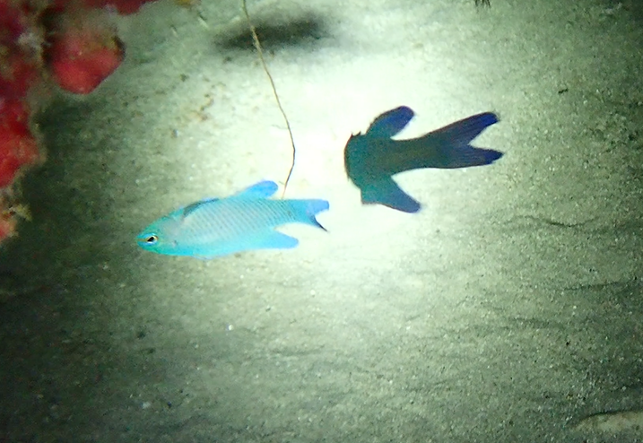 Assessor randalli Allen & Kuiter, 1976