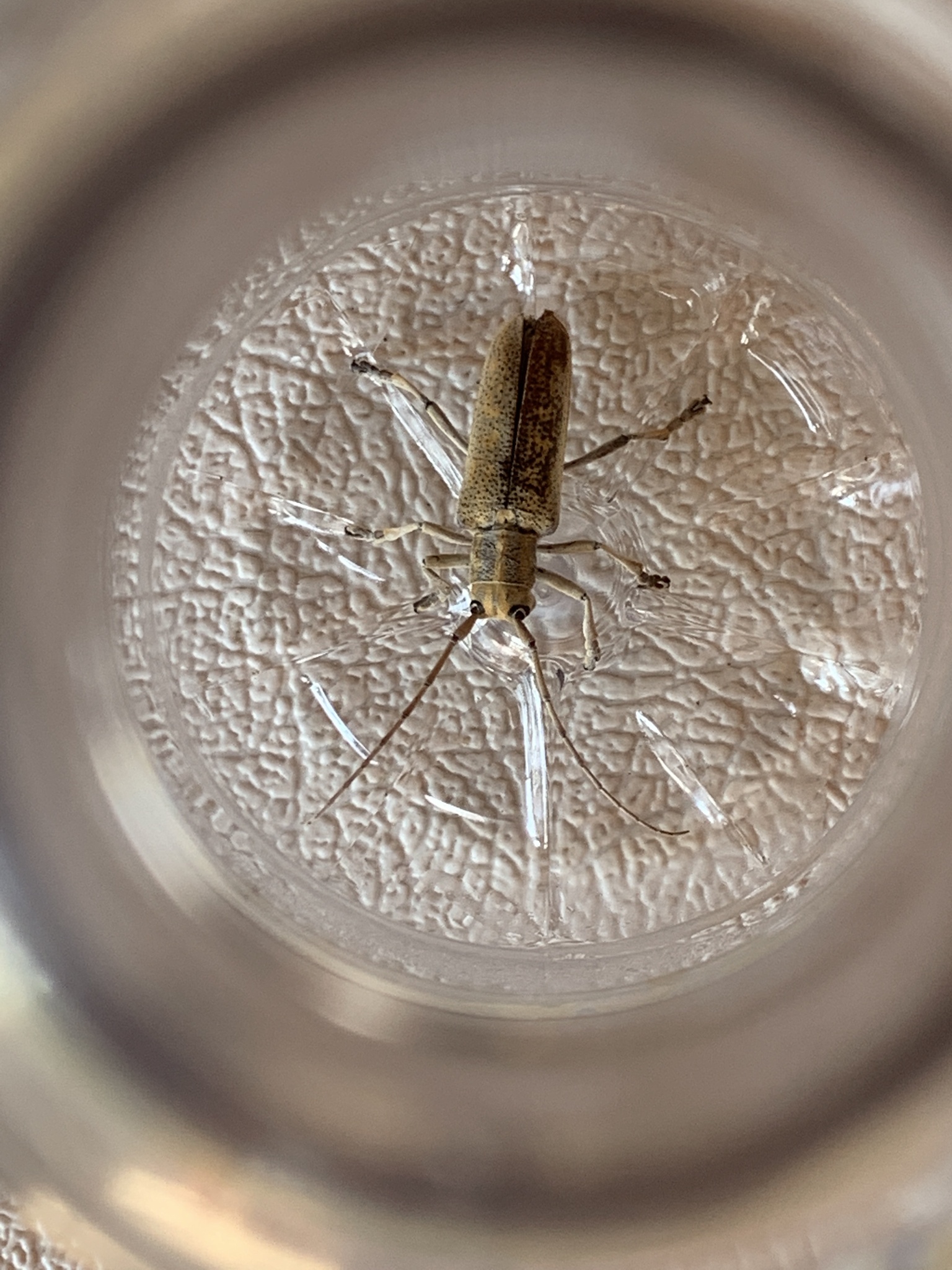 Saperda calcarata Say, 1824