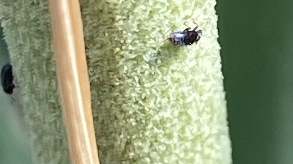 Winged and Once-winged Insects from Canal Landing Blvd, Rochester, NY ...