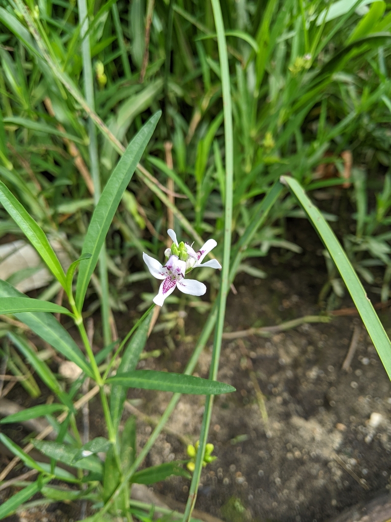 American water-willow from Accokeek, MD 20607, USA on July 07, 2022 at ...