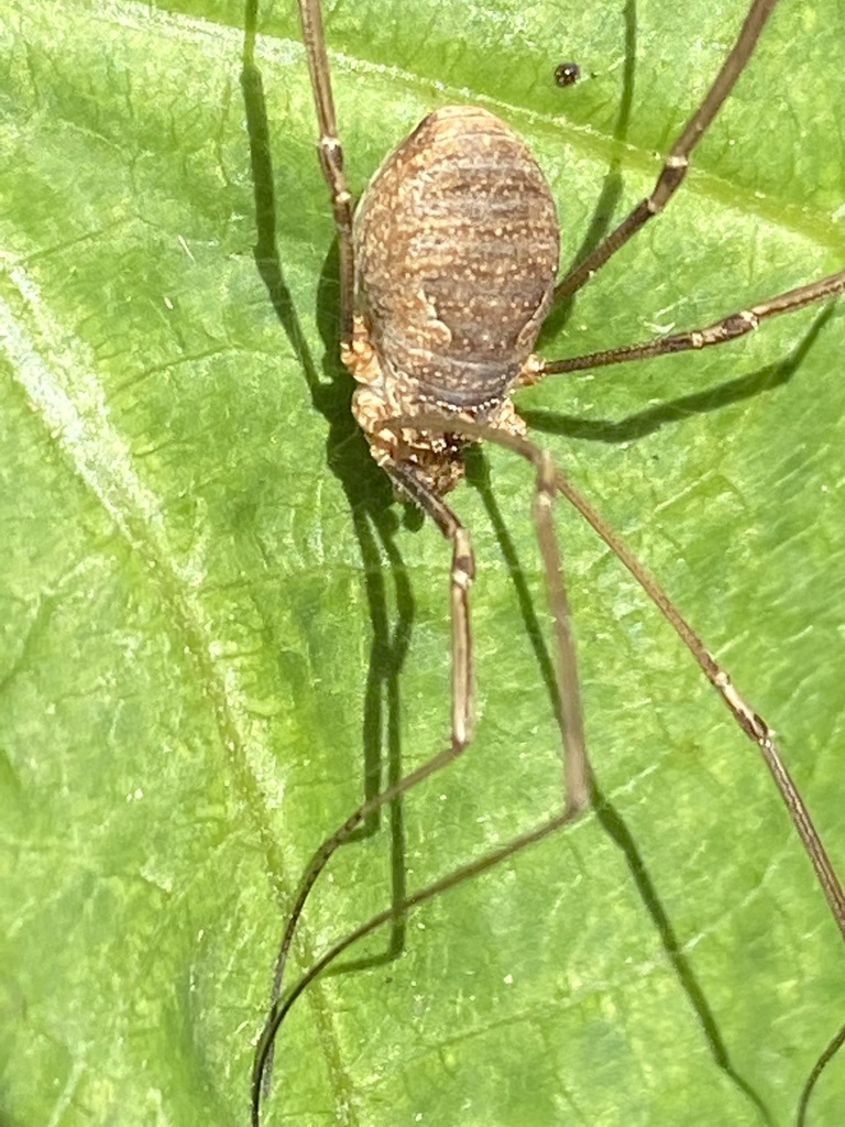 European Harvestman from Lehigh Ave, Edison, NJ, US on July 7, 2022 at ...