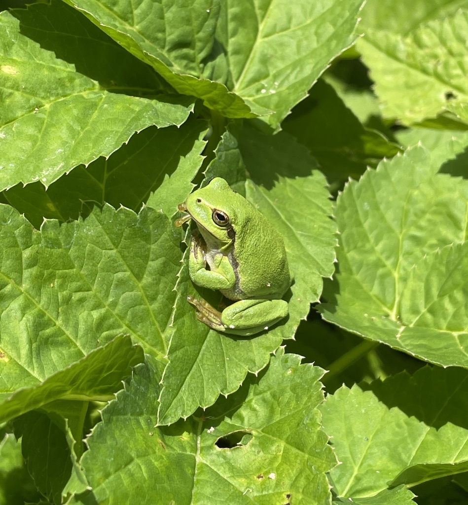 European Tree Frog from Præstediget, Sønder Stenderup, Syddanmark, DK ...
