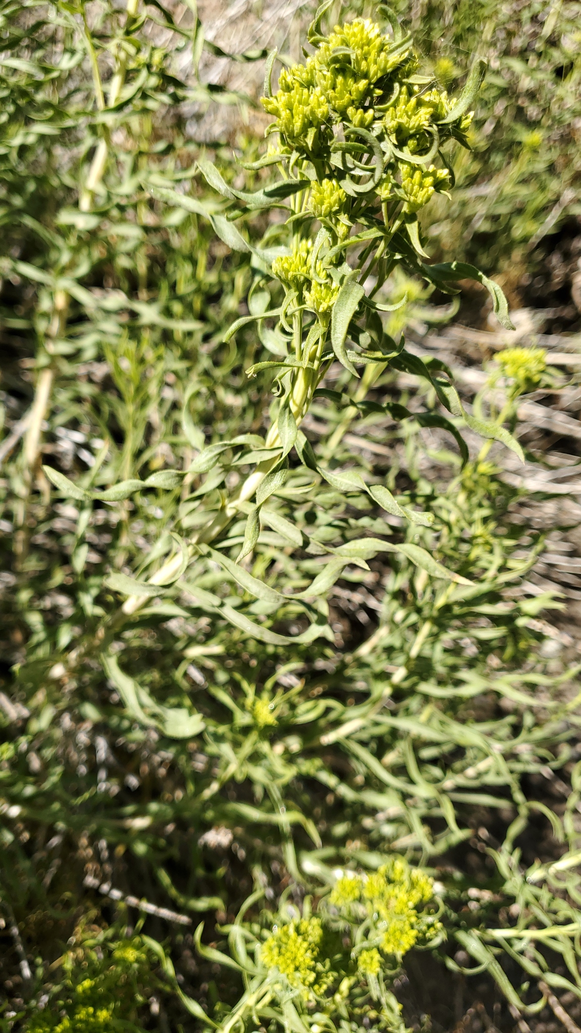 Chrysothamnus viscidiflorus subsp. viscidiflorus