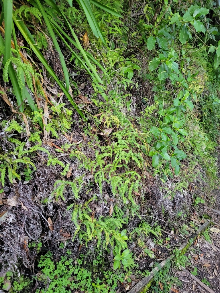 Asparagus from Tairua, New Zealand on July 4, 2022 at 04:37 PM by Toni ...