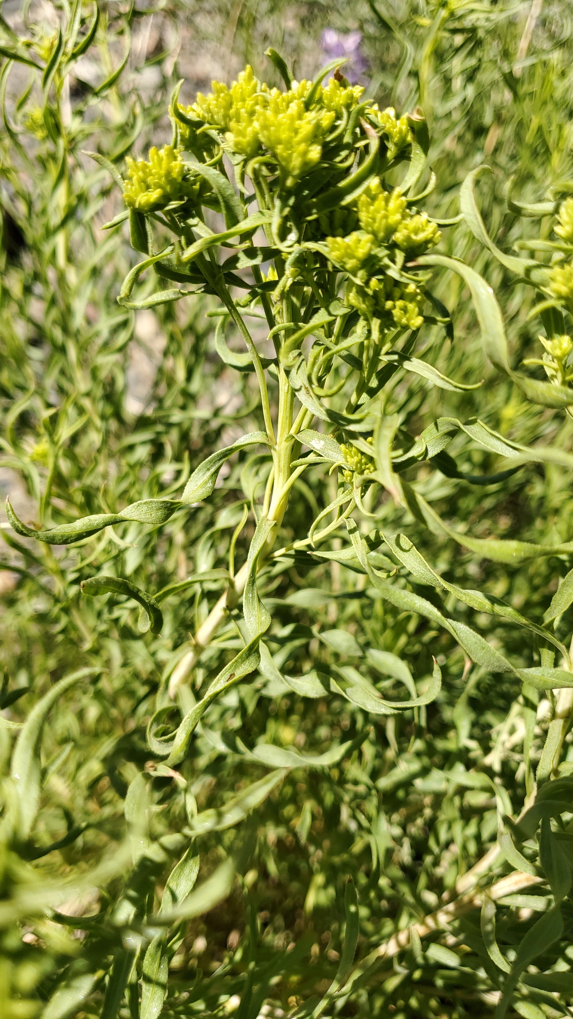 Chrysothamnus viscidiflorus subsp. viscidiflorus