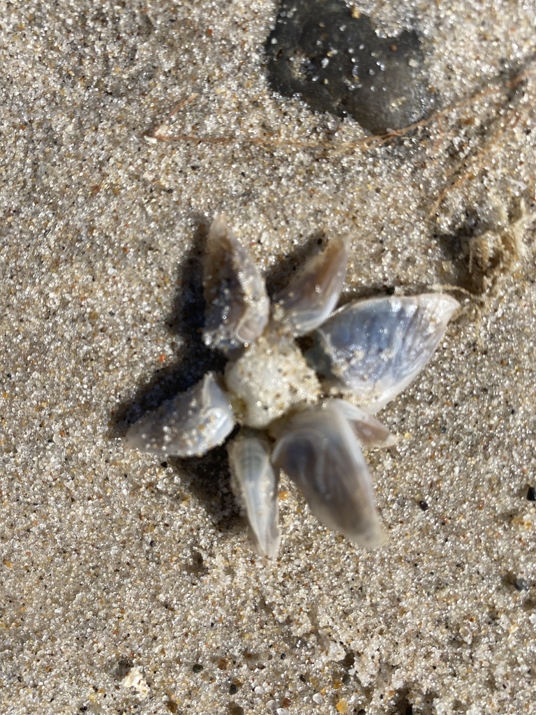 Buoy Barnacle from Nationalpark Thy, Thisted, Nordjylland, DK on July 7 ...