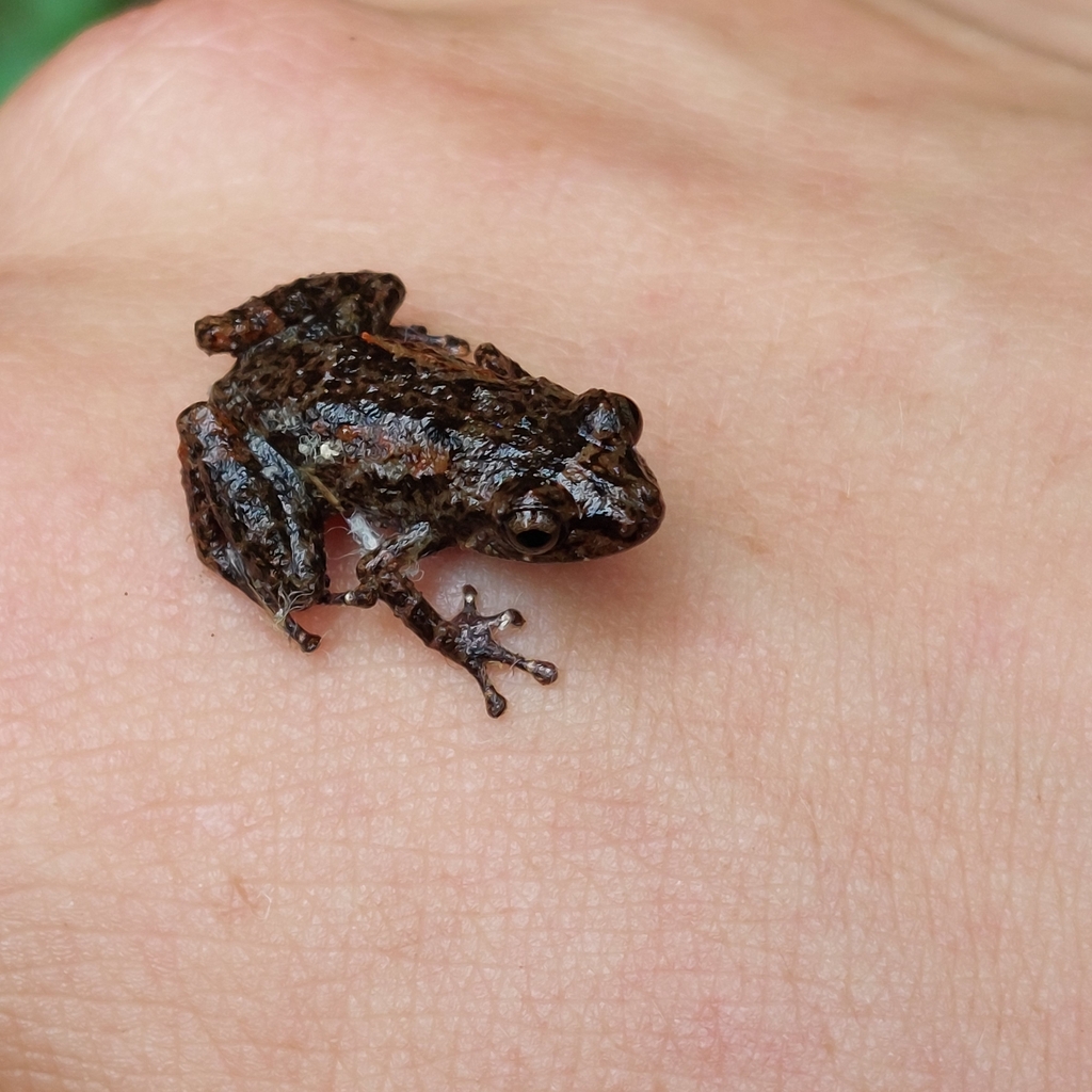 Tink Frog from HFVC+FW5, San Francisco de Tortuguero, Limón, Pococí ...