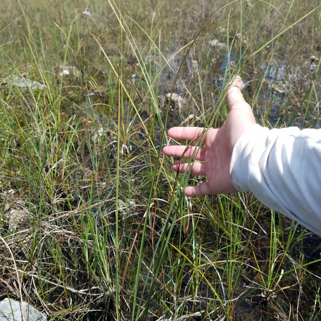Jamaica swamp sawgrass from Big Cypress, FL, USA on July 05, 2022 at 11 ...