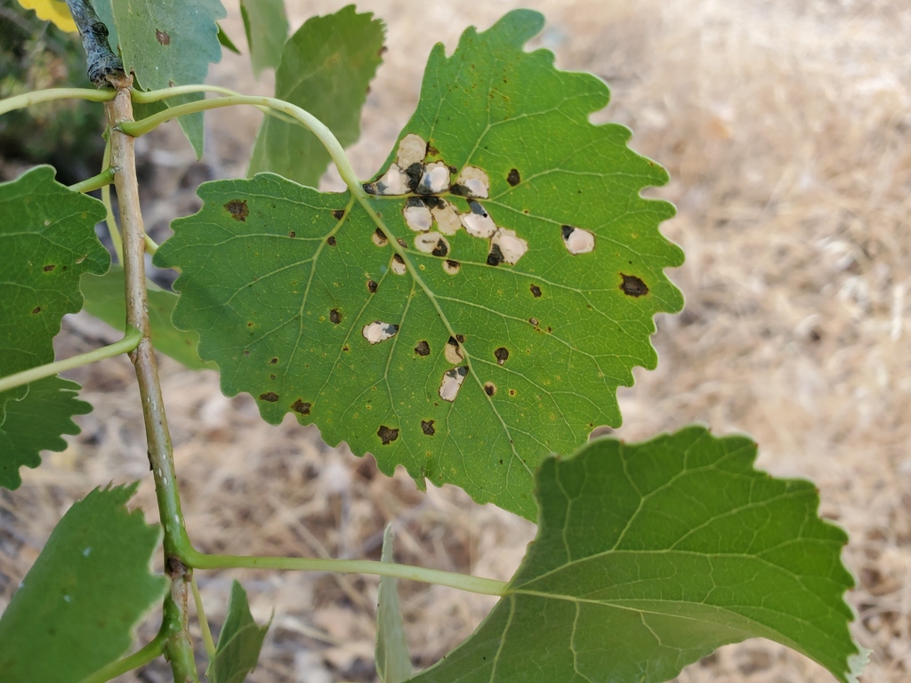 Coptodisca from Mather Lake Regional Park on July 5, 2022 at 07:24 AM ...