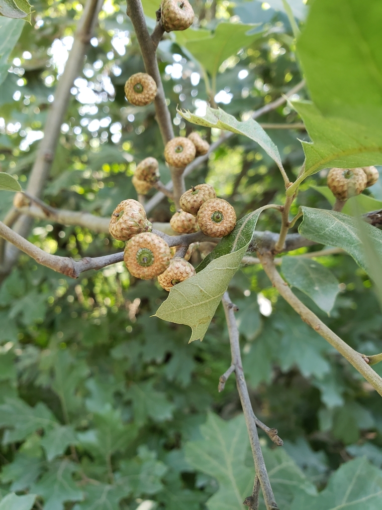 bear oak (EwA Guide to the Plants of the Fells (US)) · iNaturalist