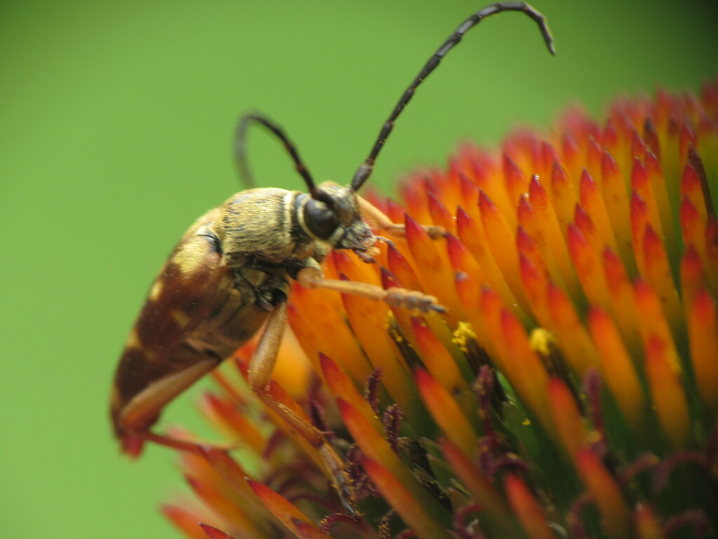 Banded Longhorn Beetle from Rockford, IL, USA on July 07, 2022 at 12:17 ...