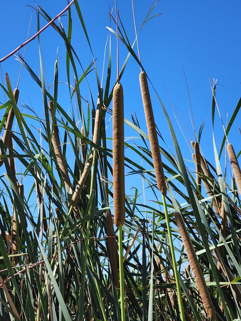 Cattails from Tule Springs, Las Vegas, NV, USA on July 7, 2022 at 10:02 ...