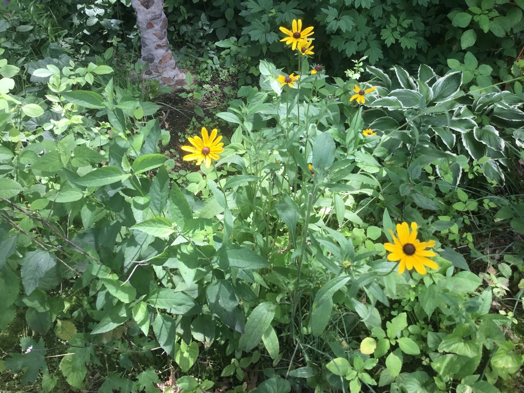 black-eyed Susan from Wabasha County, Upper Mississippi River National ...