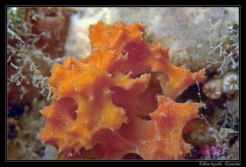 Acanthella klethra · iNaturalist