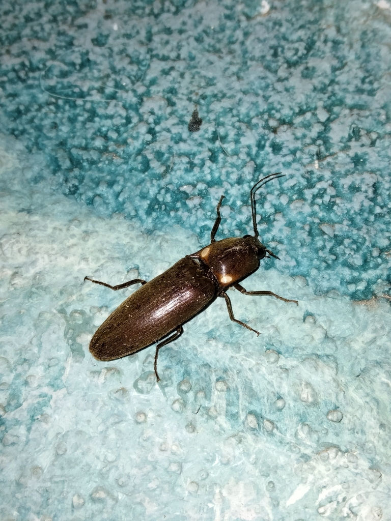 Headlight Beetles from Monterrey, N.L., México on June 27, 2022 at 12: ...