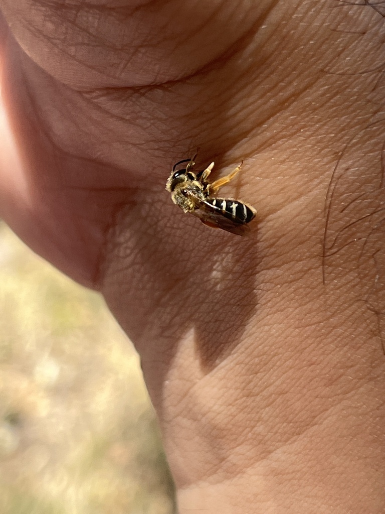 Furrow Bees from CTH-A, Webster, WI, US on July 07, 2022 at 01:30 PM by ...