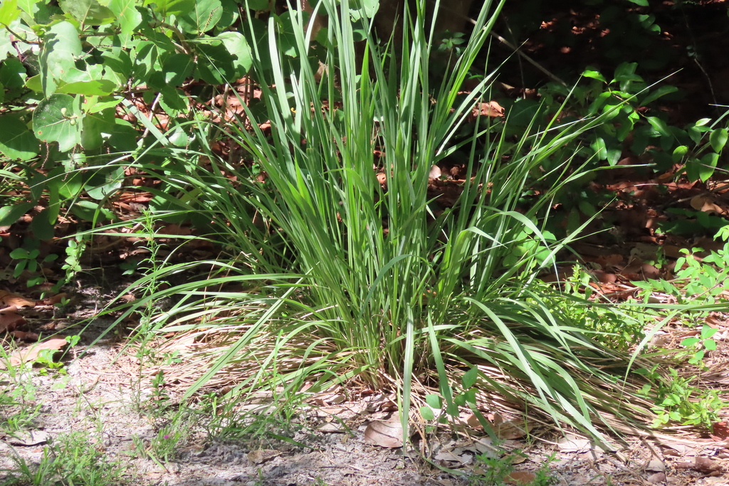 slender crabgrass from Bowditch Point Park, Fort Myers Beach, FL 33931 ...