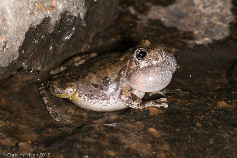 Canyon Tree Frog from Boy Scout Road on July 09, 2015 at 10:00 PM by ...
