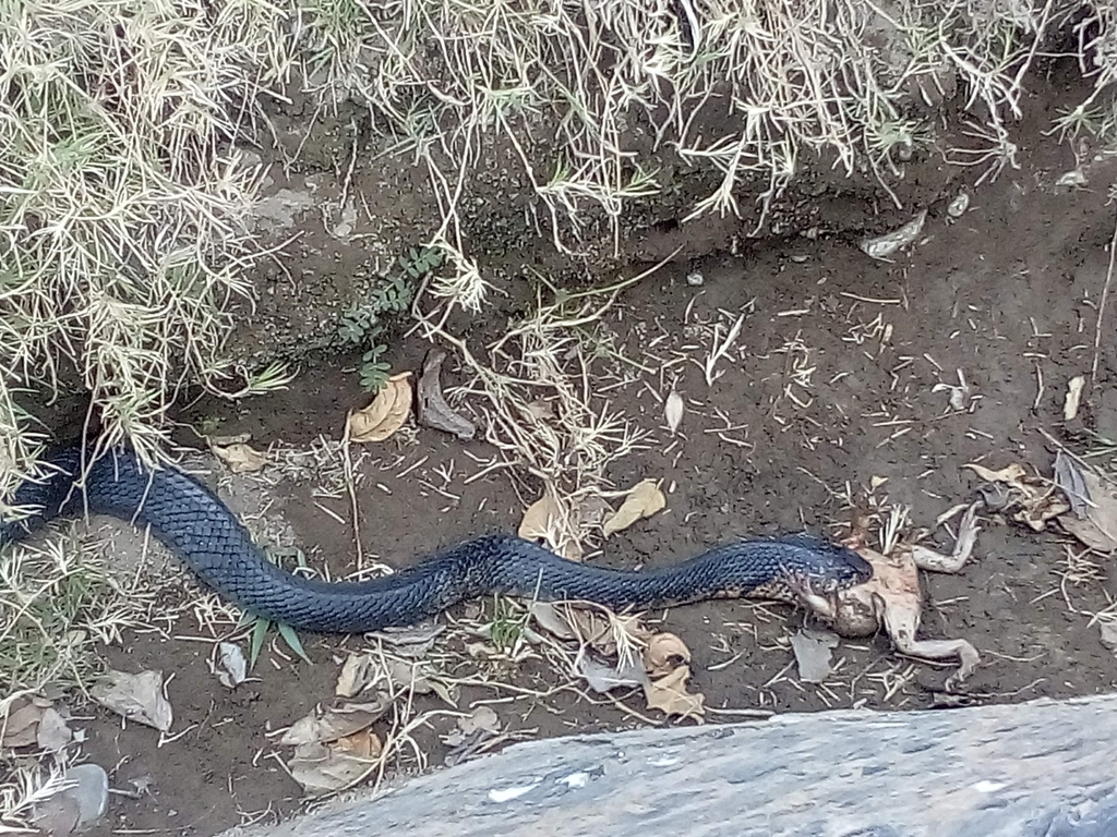 Central American Indigo Snake from 60855 Mich., México on March 30 ...