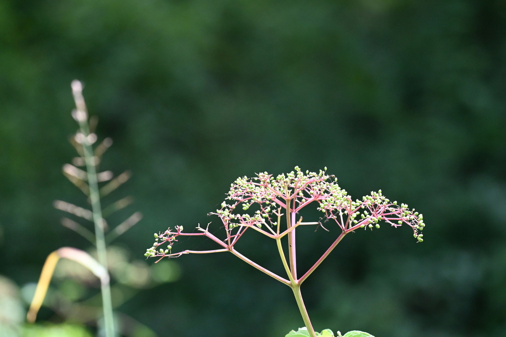 American black elderberry from Newton, TX 75966, USA on July 06, 2022 ...