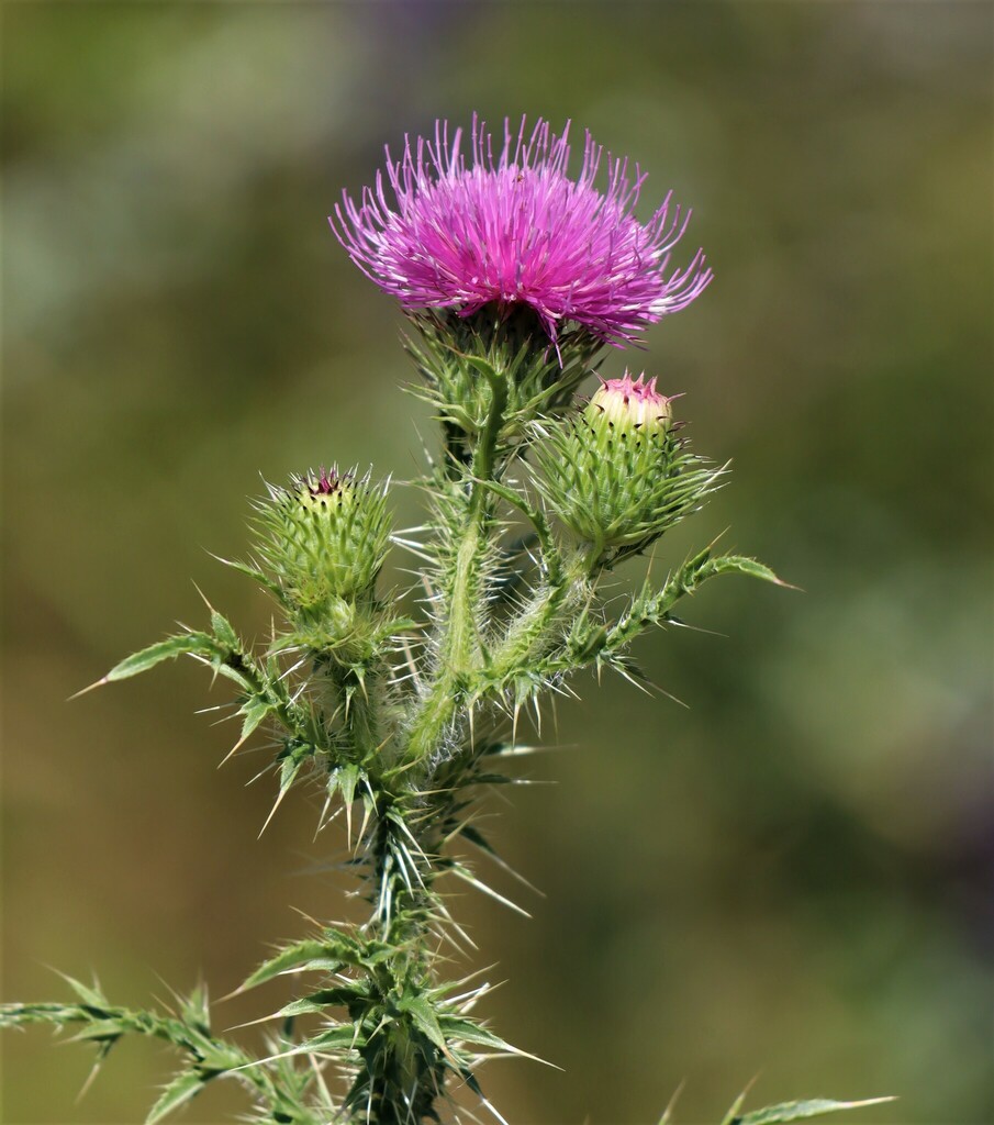 Broad-winged Thistle from Belleville, ON, Canada on July 07, 2022 at 11 ...
