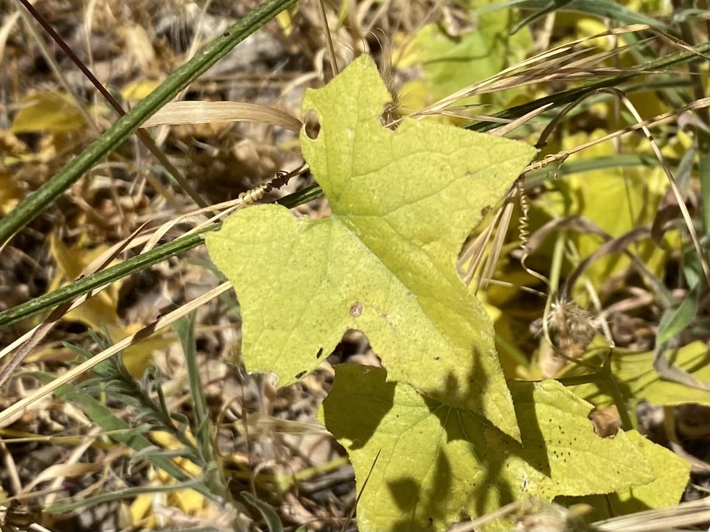 Man-roots from Sanborn County Park, Saratoga, CA, US on July 7, 2022 at ...