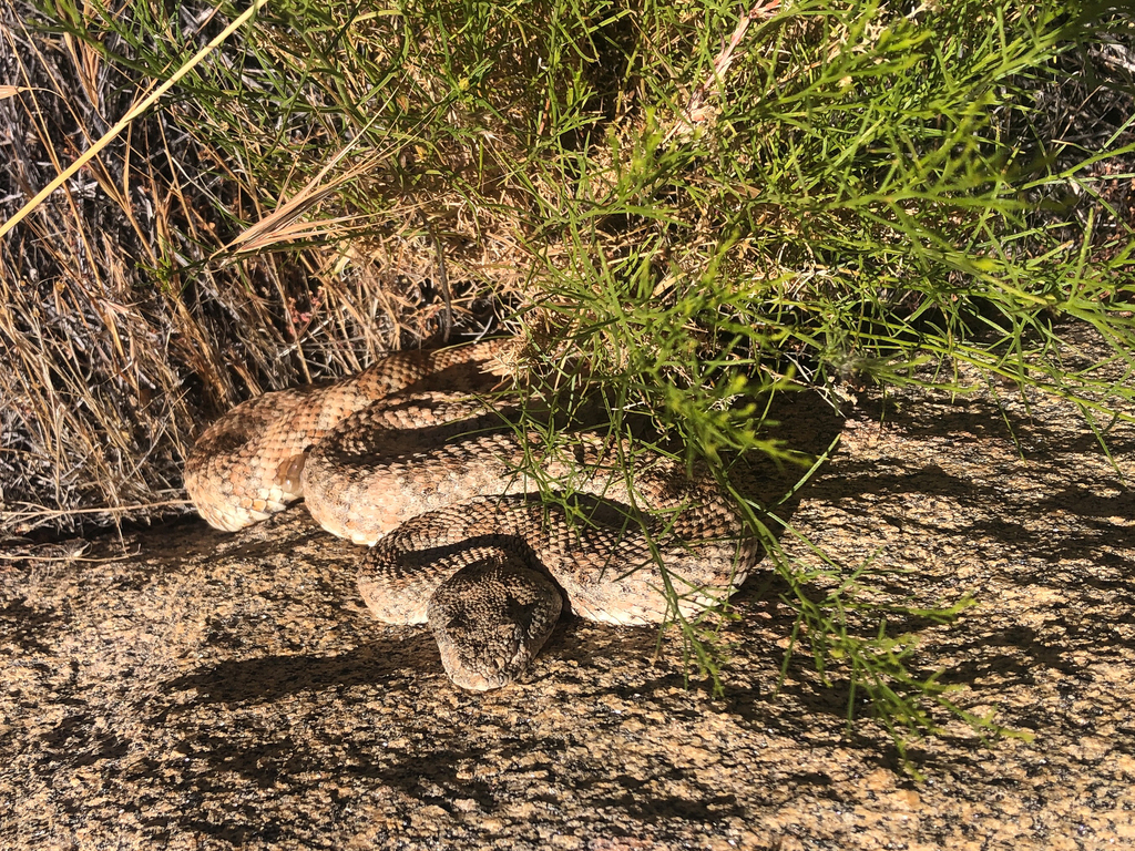 Southwestern Speckled Rattlesnake from San Diego, Cleveland National ...