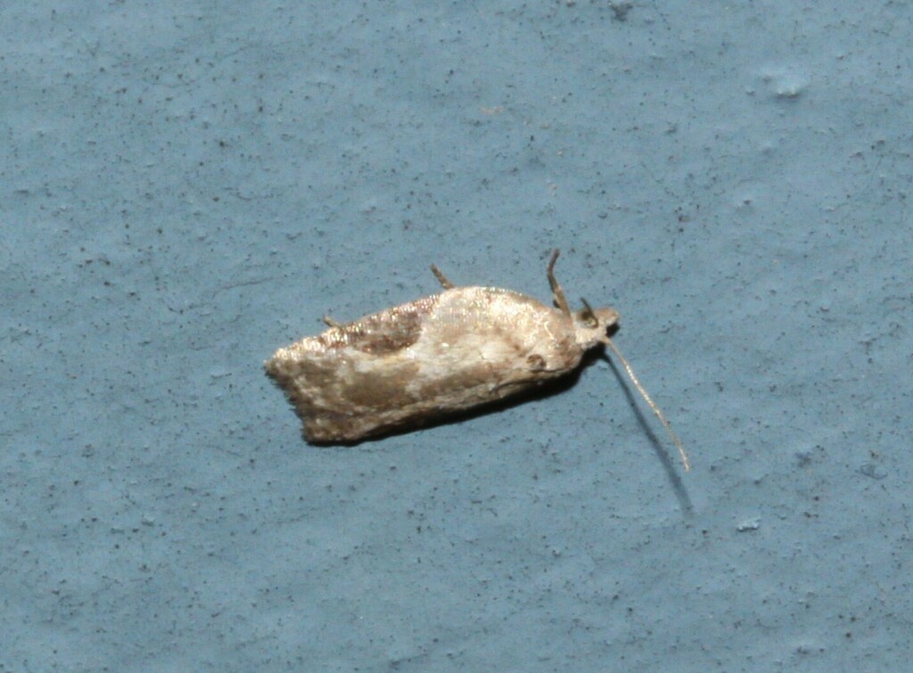 Forbes' Acleris Moth from Chandler, riv Ouest st pompage Le Rocher ...