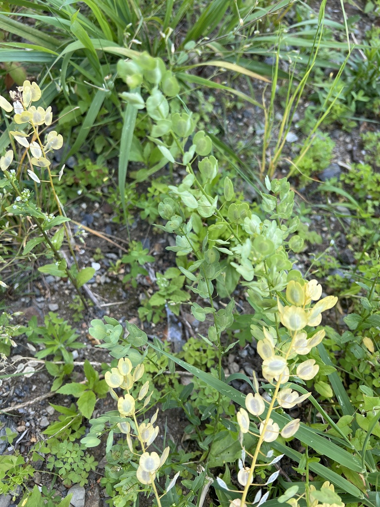 field penny-cress from Pine Point Rd, Scarborough, ME, US on July 07 ...