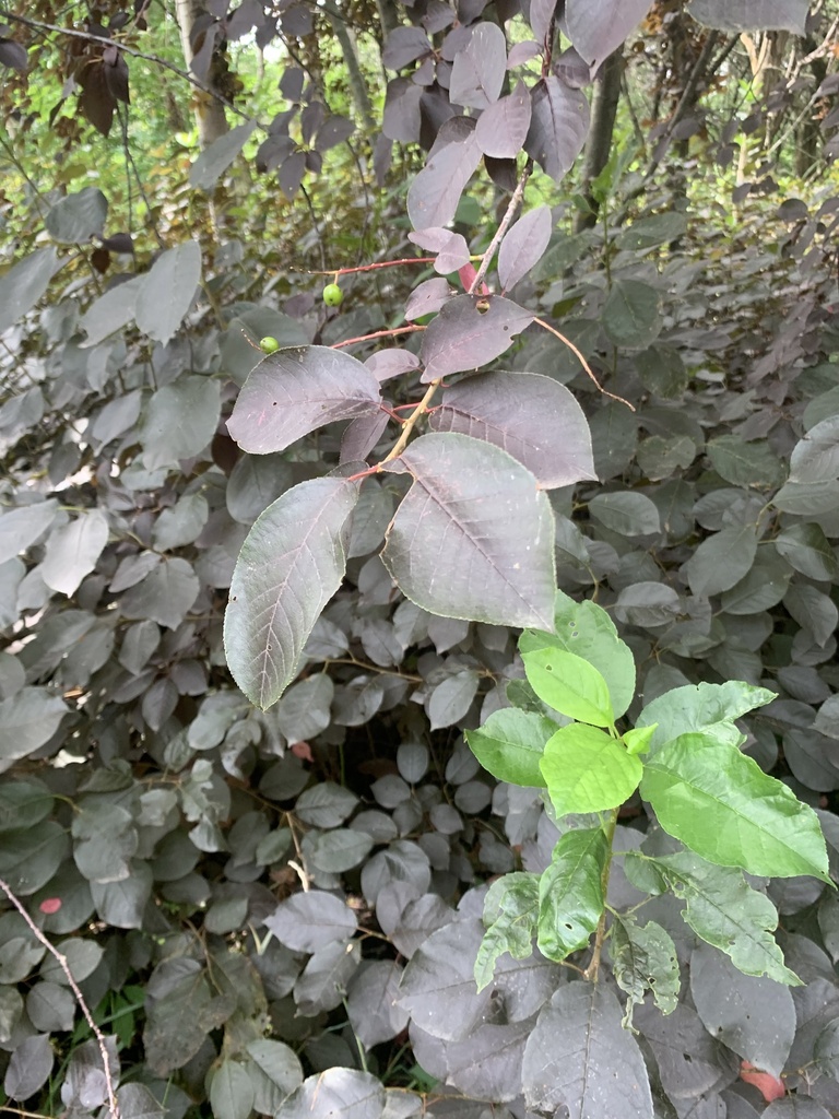 dicots from Lake Winnebago, Neenah, WI, US on July 07, 2022 at 11:00 AM ...
