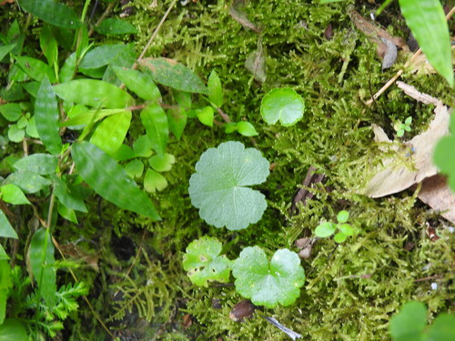 Hydrocotyle mannii · iNaturalist