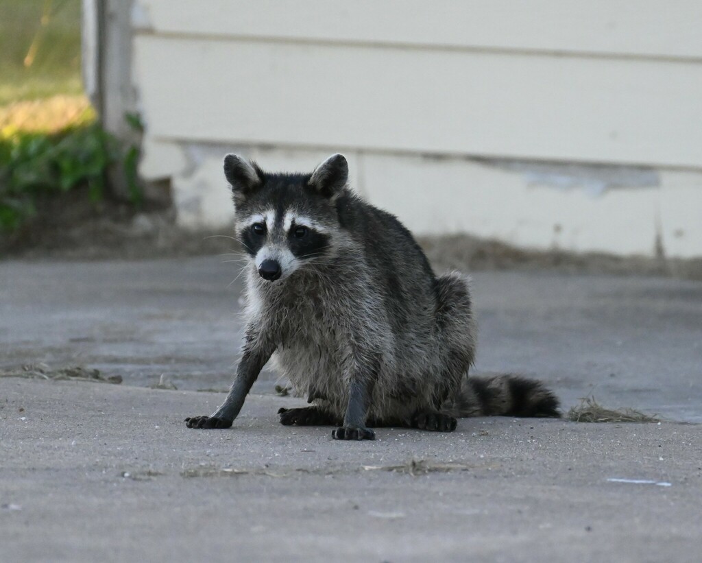 Common Raccoon from Brazoria County, TX, USA on July 06, 2022 at 07:56 ...