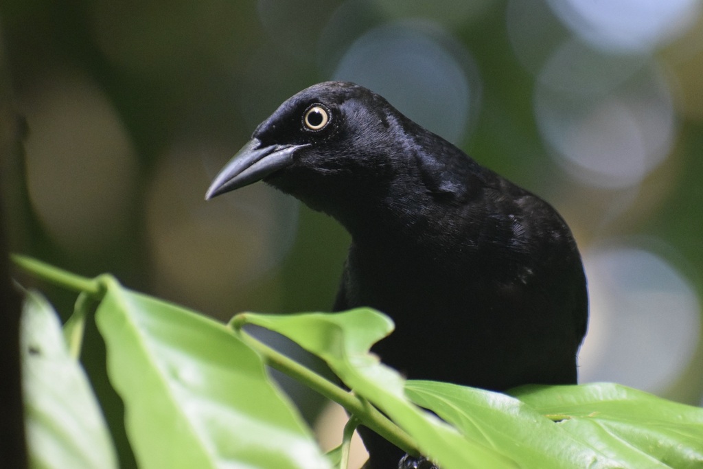 Greater Antillean Grackle from Juan Sánchez, Bayamón, Puerto Rico ...