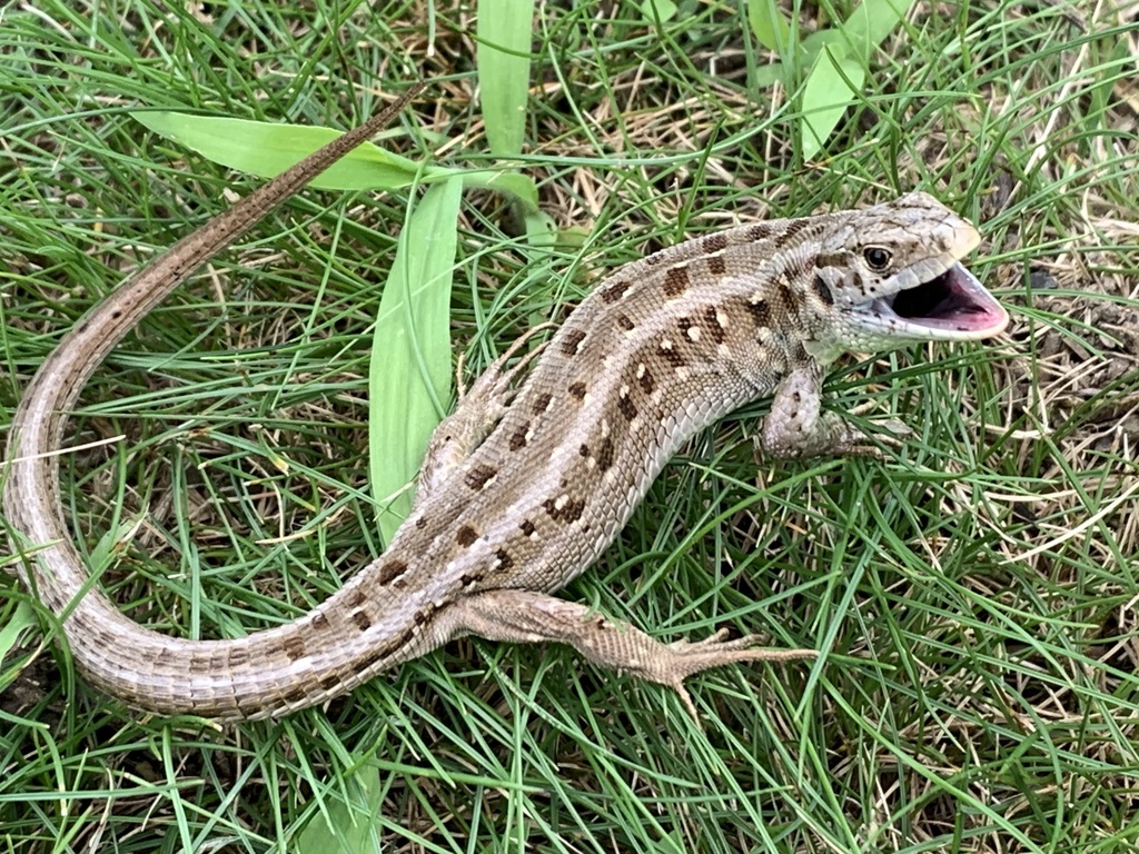 Sand Lizard from Duxler út, Szentgotthárd, Vas megye, HU on August 04 ...