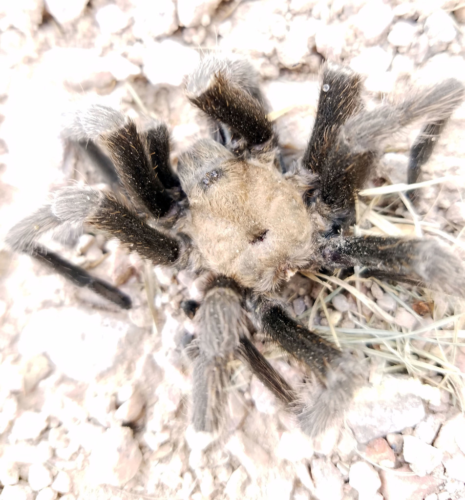 Desert Tarantula from Warm Springs Natural Area, Moapa, NV, USA on ...