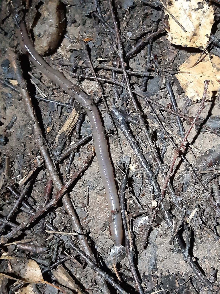 Common Earthworm from Юго-Западный административный округ, Москва ...