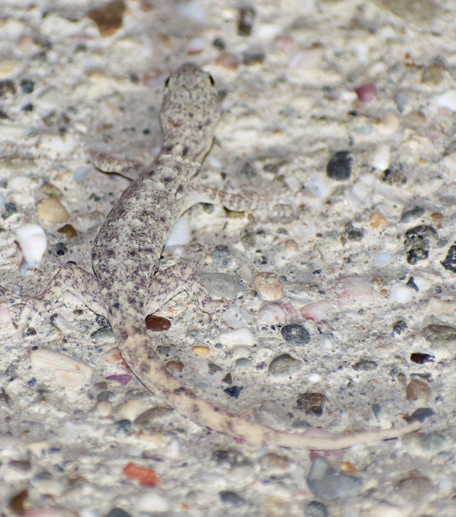 Yellow-headed Gecko from Puntarenas Province, Costa Rica on June 22 ...