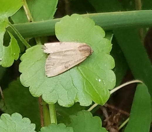 Galgula from Carmel, IN 46032, USA on July 07, 2022 at 04:43 PM by John ...