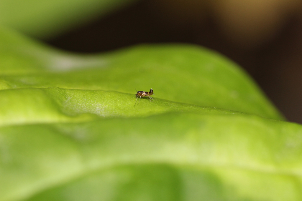 Non-biting Midges from Toledo, OH, USA on July 07, 2022 at 05:11 PM by ...